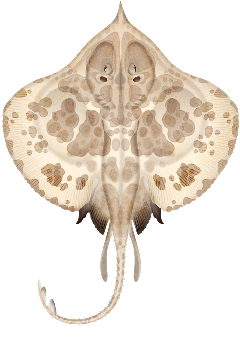 Blotched Skate - Notoraja sticta | Marinewise