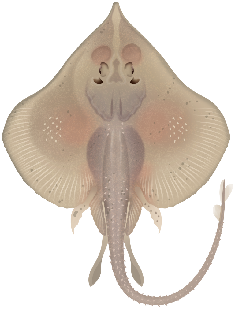 Ghost Skate - Notoraja hirticauda | Marinewise