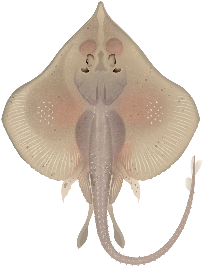 Ghost Skate - Notoraja hirticauda | Marinewise
