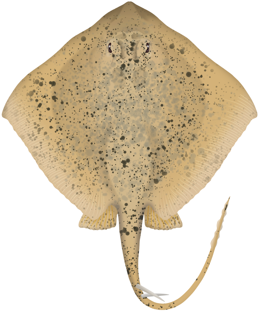 Speckled Maskray - Neotrygon picta | Marinewise