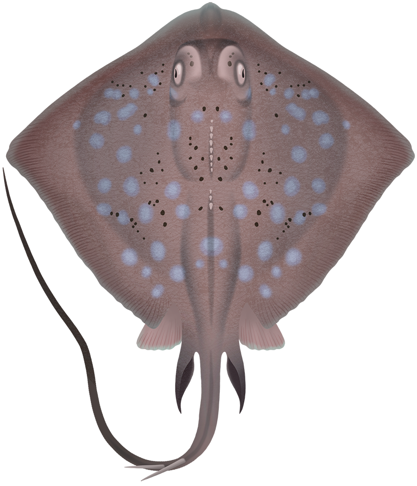 Bluespotted Maskray - Neotrygon kuhlii | Marinewise