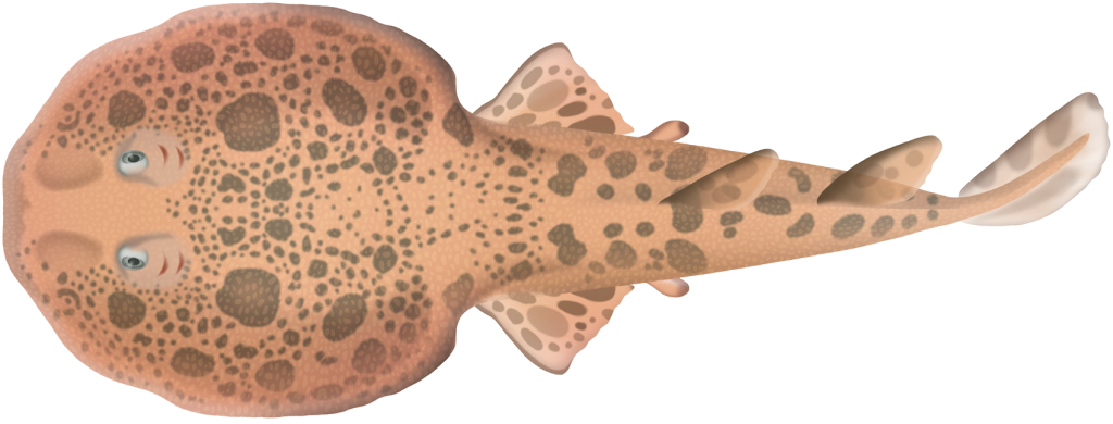 Ornate Numbfish - Narcine ornata | Marinewise