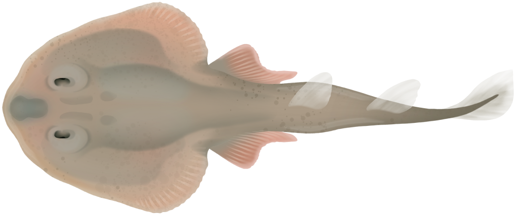 Eastern Numbfish - Narcine nelsoni | Marinewise