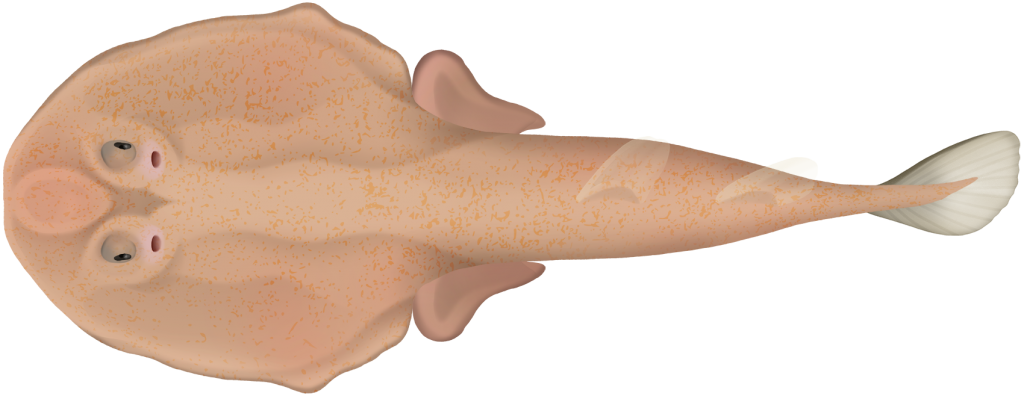 Western Numbfish - Narcine lasti | Marinewise