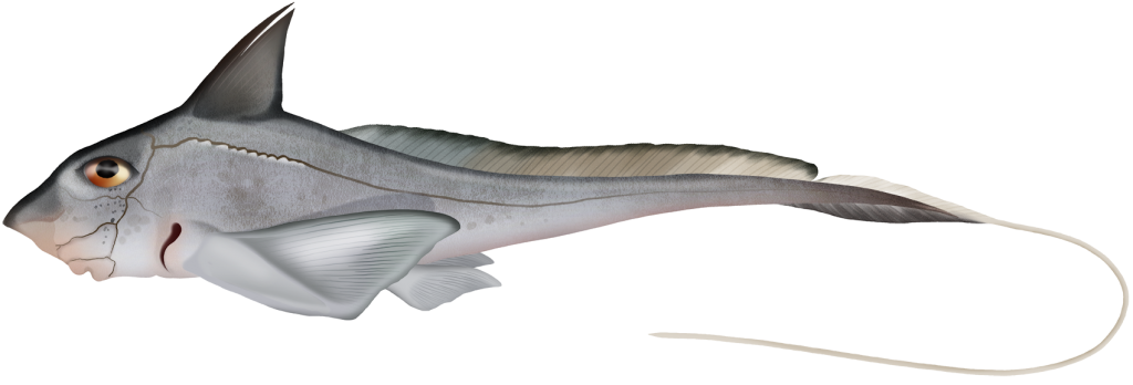 Blackfin Ghostshark - Hydrolagus lemures | Marinewise