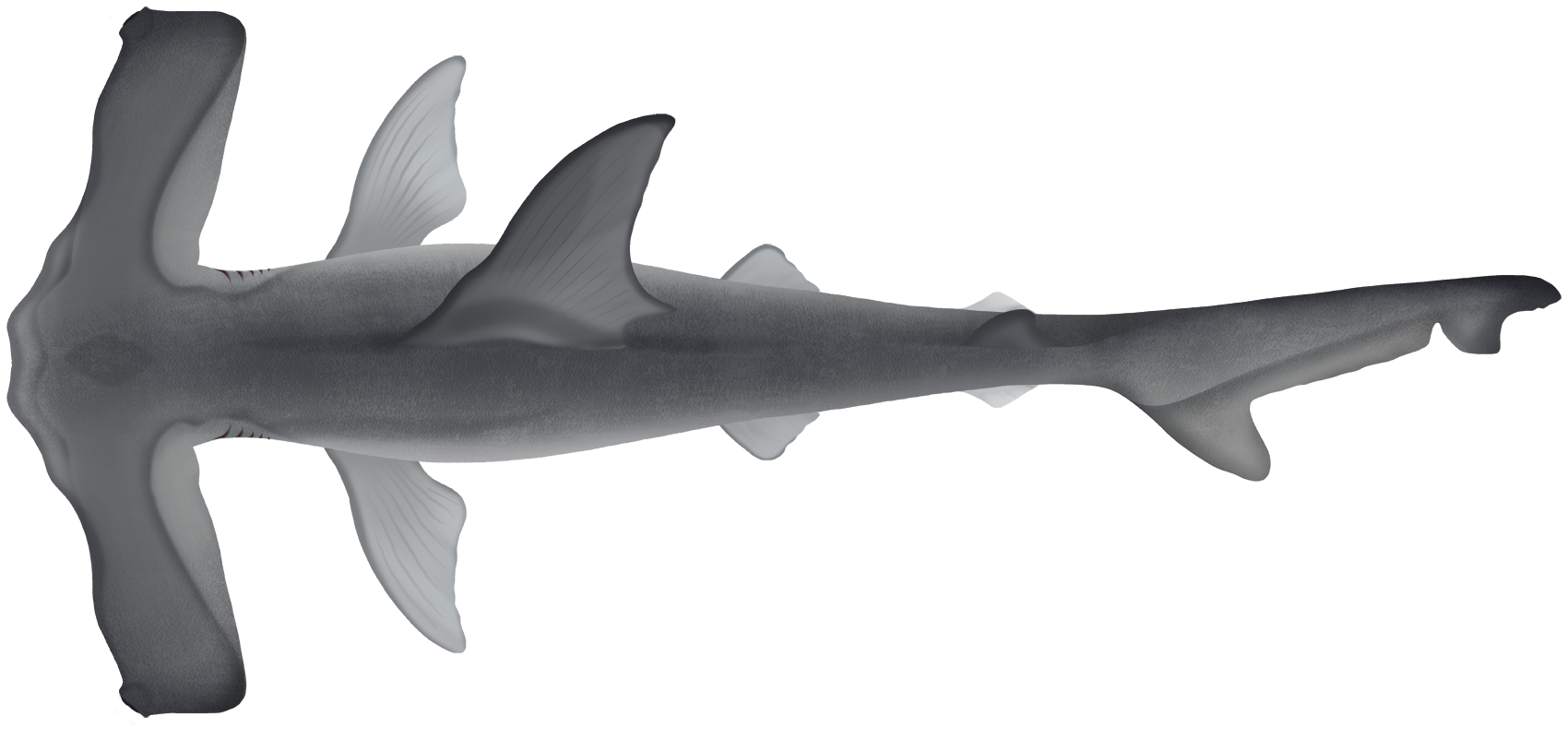 Winghead Shark - Eusphyrna blochii | Marinewise