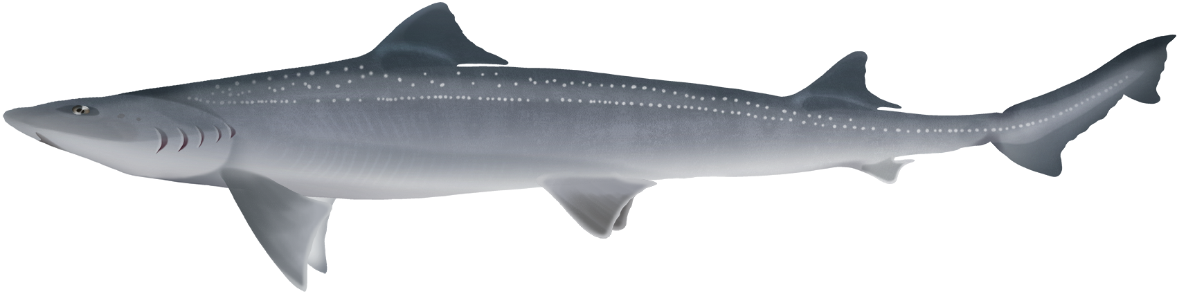 Gummy Shark - Mustelus antarcticus | Marinewise