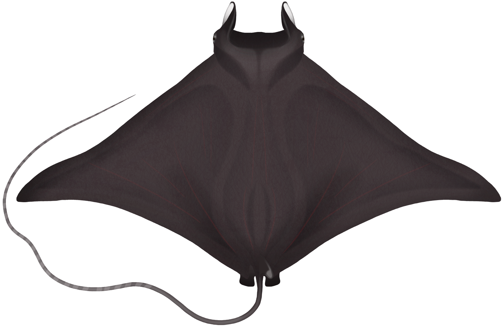 Bentfin Devilray - Mobula thurstoni | Marinewise