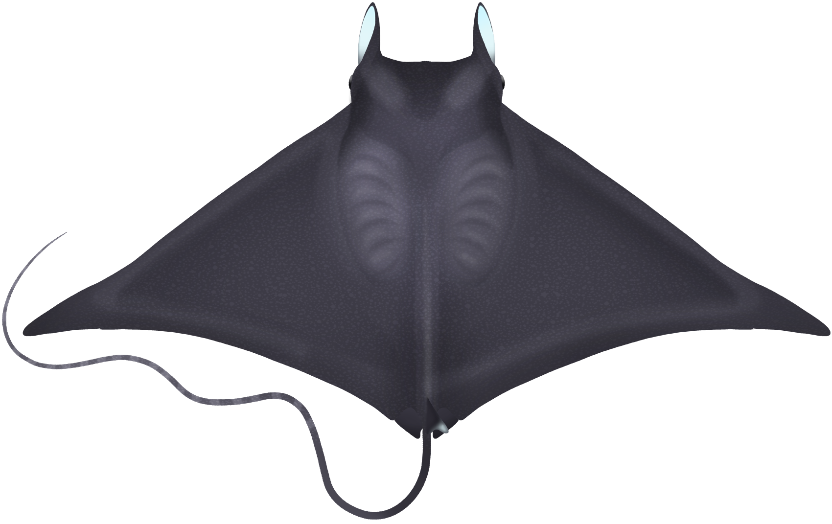 Japanese Devilray - Mobula japanica | Marinewise