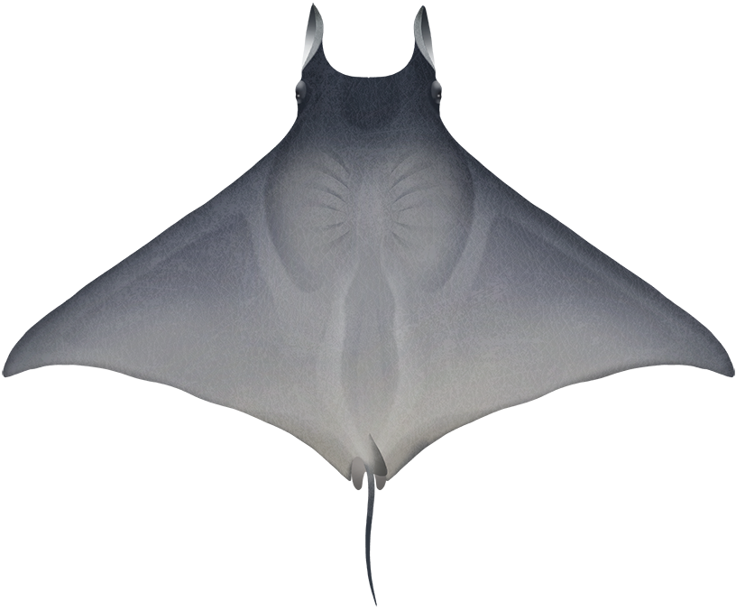 Pygmy Devilray - Mobula eregoodootenkee | Marinewise