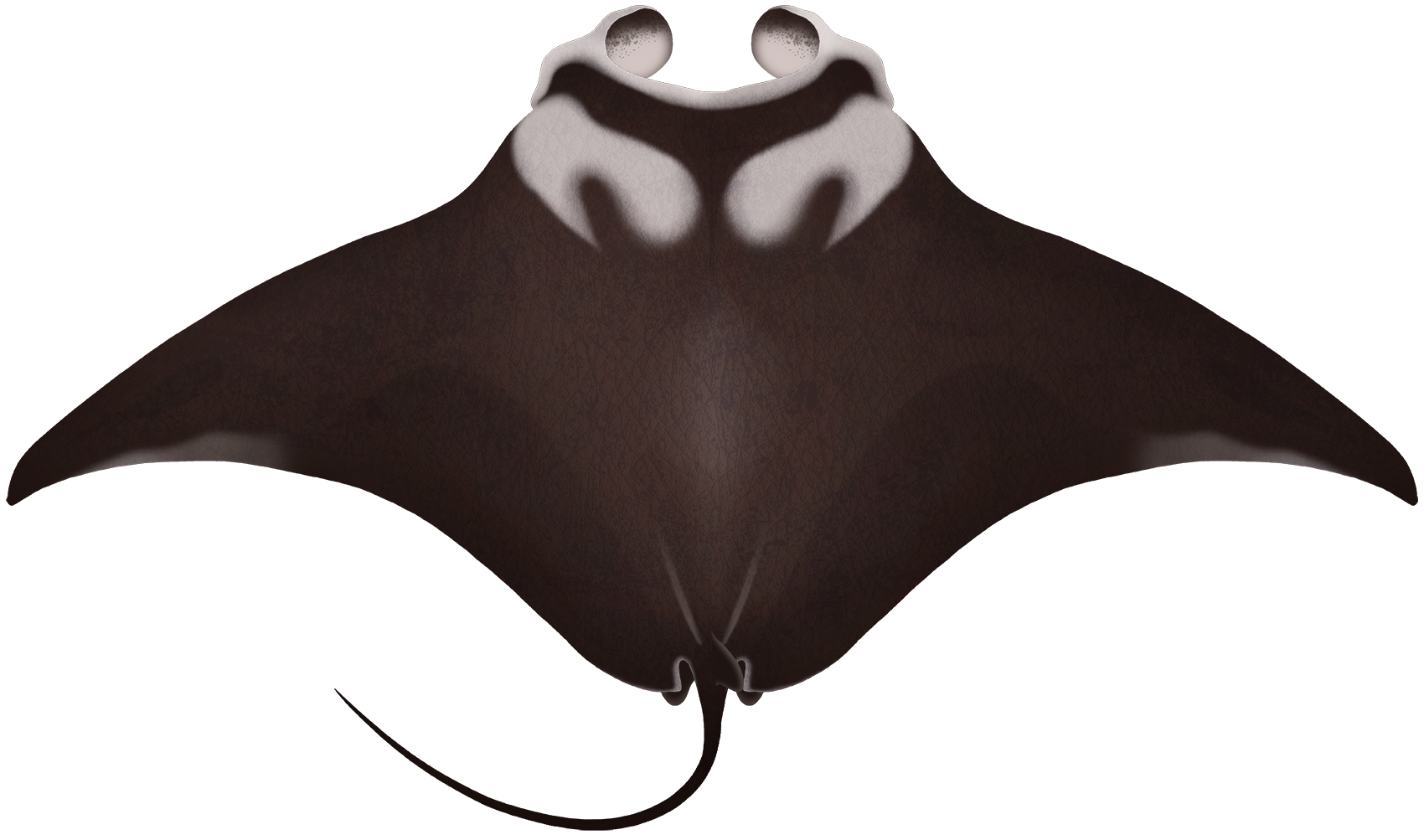 Manta Ray - Manta alfredi | Marinewise