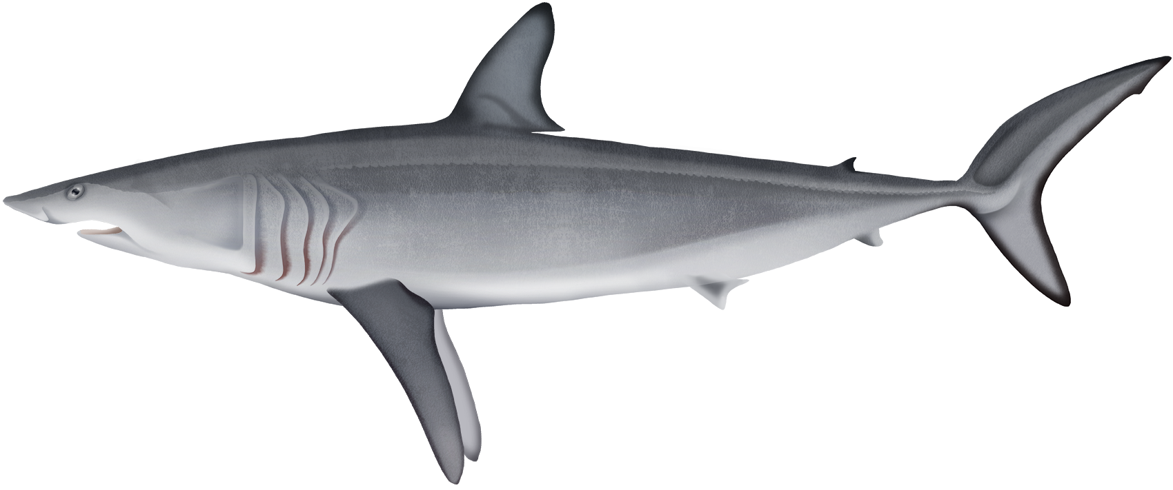 Shortfin Mako - Isurus oxyrinchus | Marinewise
