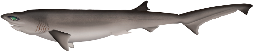 Sharpnose Sevengill Shark - Heptranchias perlo | Marinewise