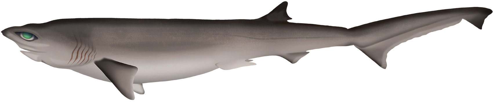 Sharpnose Sevengill Shark - Heptranchias perlo | Marinewise