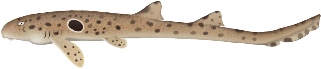 Epaulette Shark - Hemiscyllium ocellatum | Marinewise
