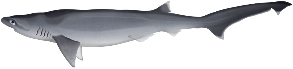 Bigeye Sixgill Shark - Hexanchus nakamurai | Marinewise