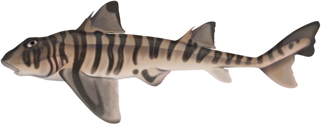 Zebra Hornshark - Heterodontus zebra | Marinewise