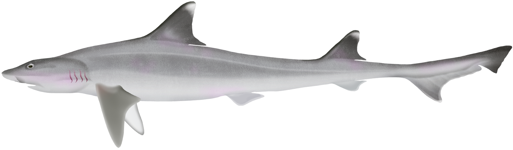 Sicklefin Houndshark - Hemitriakis falcata | Marinewise