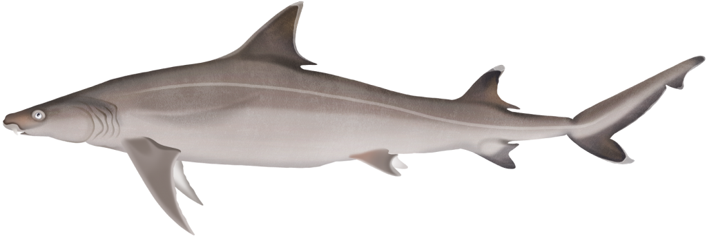 Weasel Shark - Hemigaleus australiensis | Marinewise