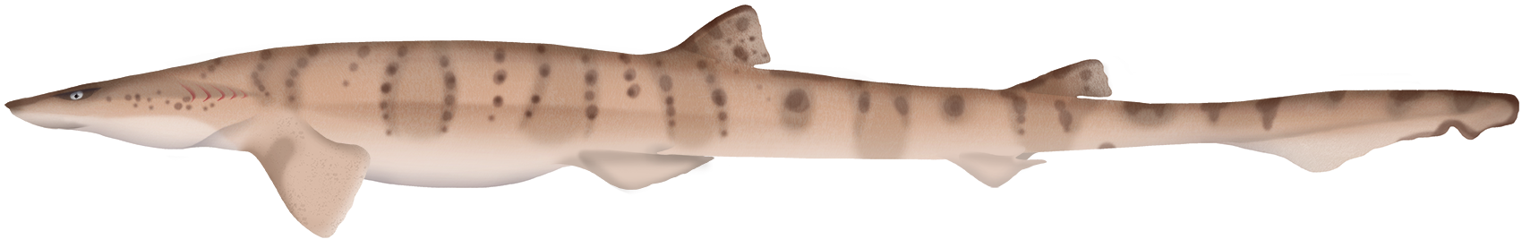 Speckled Catshark - Halaelurus sellus | Marinewise