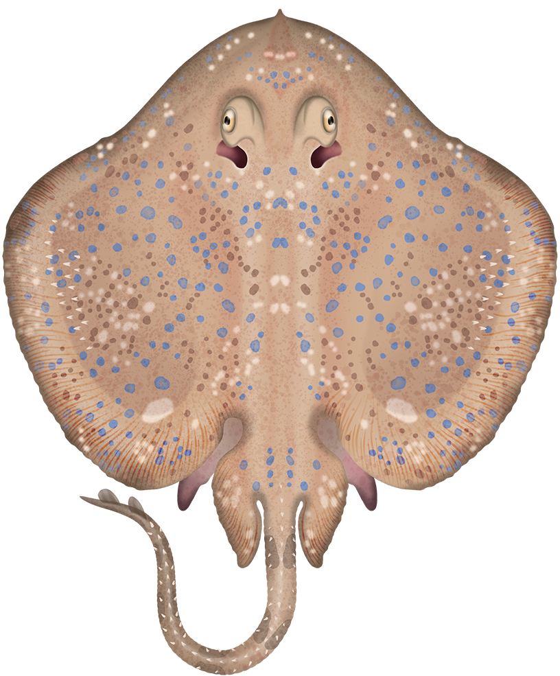 Western Round Skate - Irolita westraleinsis | Marinewise