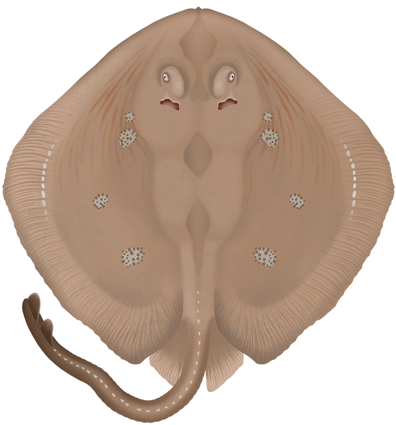 Southern Round Skate - Irolita waitii | Marinewise