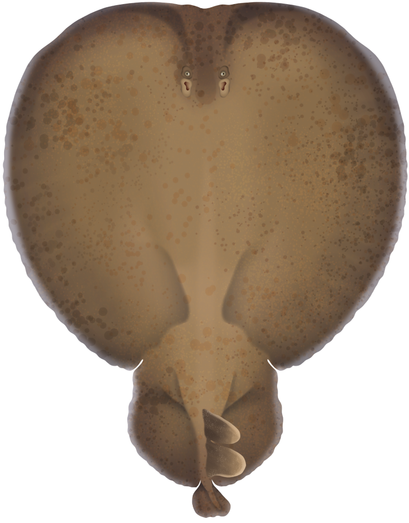 Coffin Ray - Hypnos monopterygium | Marinewise