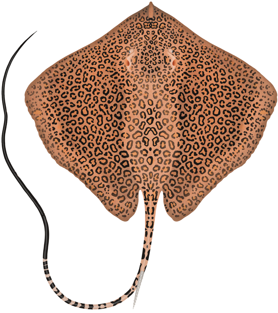 Leopard Whipray - Himantura leoparda | Marinewise