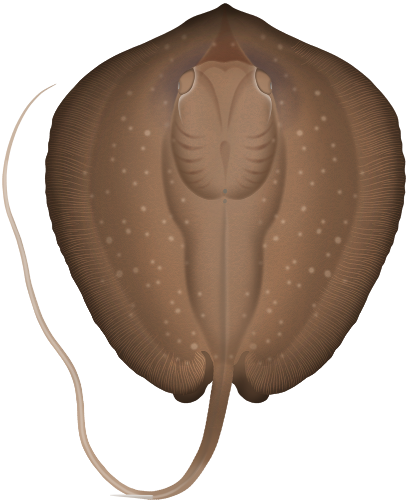 Mangrove Whipray - Himantura granulata | Marinewise