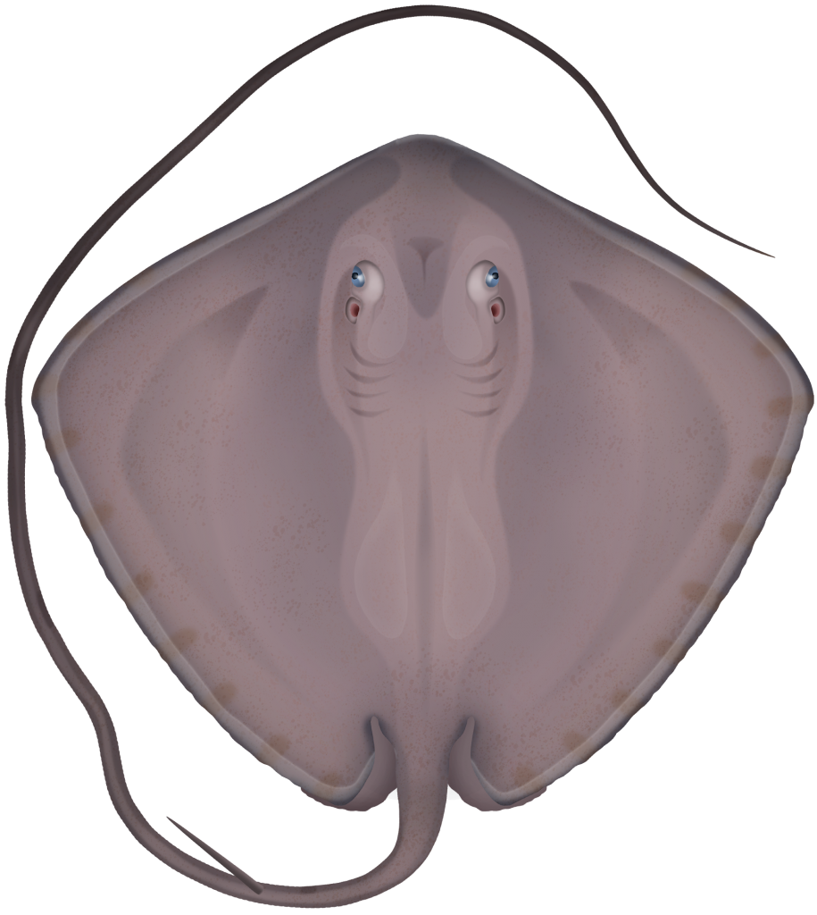 Pink Whipray - Himantura fai | Marinewise