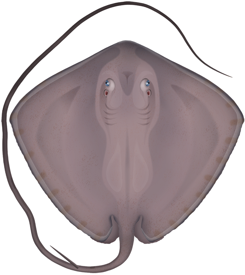 Pink Whipray - Himantura fai | Marinewise