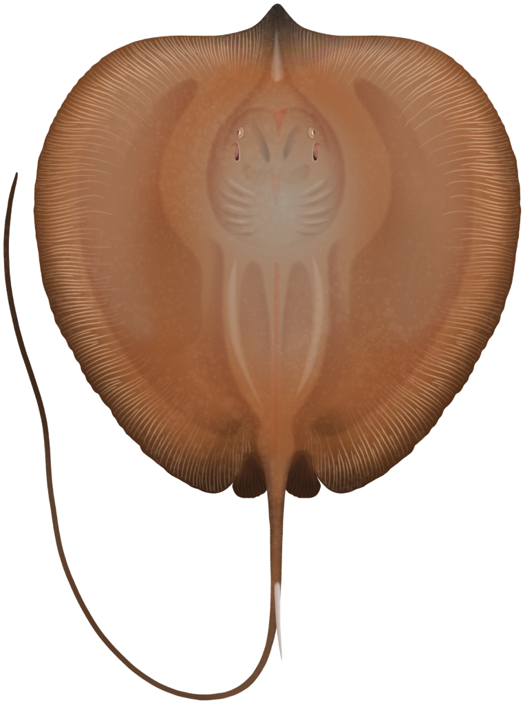 Freshwater Whipray - Himantura dalyensis | Marinewise