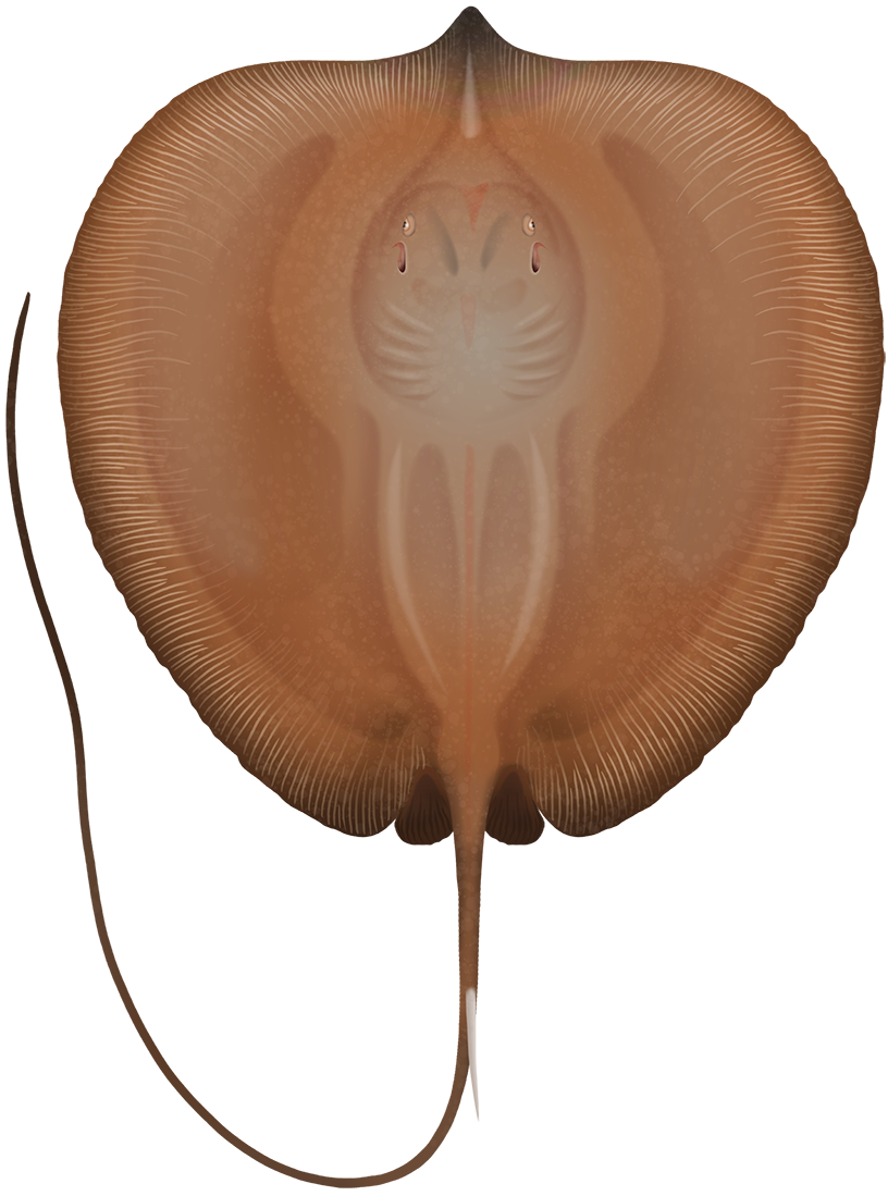 Freshwater Whipray - Himantura dalyensis | Marinewise