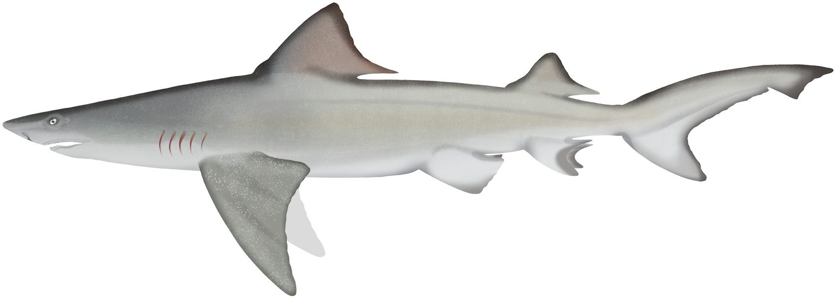 Speartooth Shark - Glyphis glyphis | Marinewise