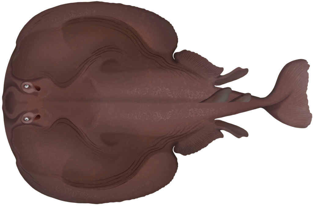 ShortTail Torpedo Ray - Tetronarce nobiliana | Marinewise