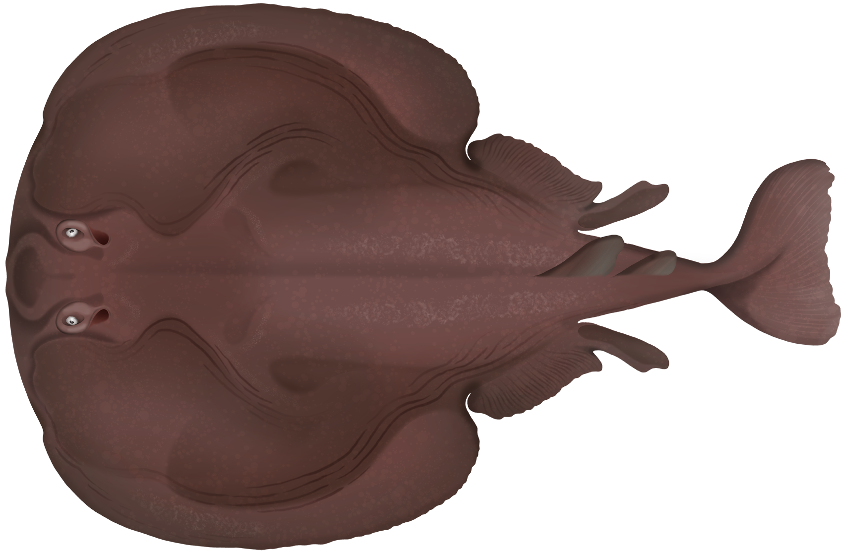 ShortTail Torpedo Ray - Tetronarce nobiliana | Marinewise