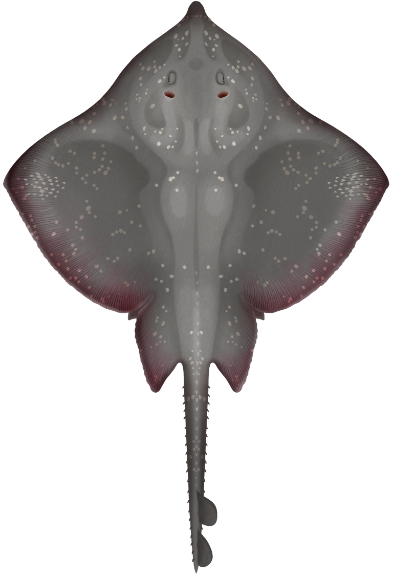 Melbourne Skate - Spiniraja whitleyi | Marinewise
