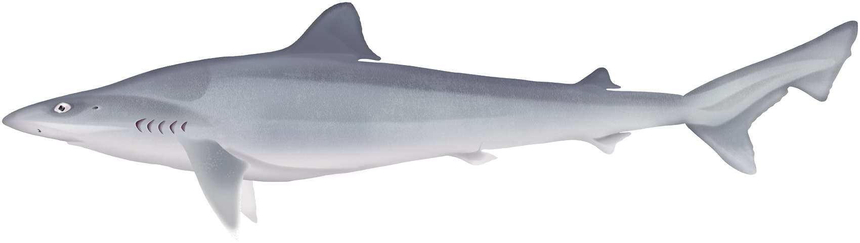 School Shark - Galeorhinus galeus | Marinewise