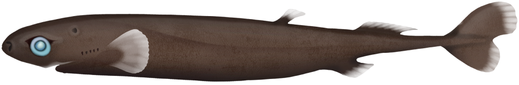 Pygmy Shark - Euprotomicrus bispinatus | Marinewise