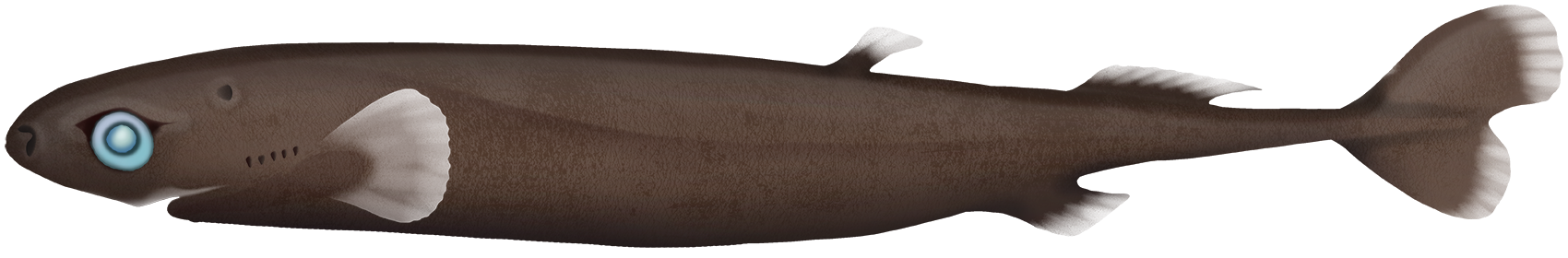 Pygmy Shark - Euprotomicrus bispinatus | Marinewise