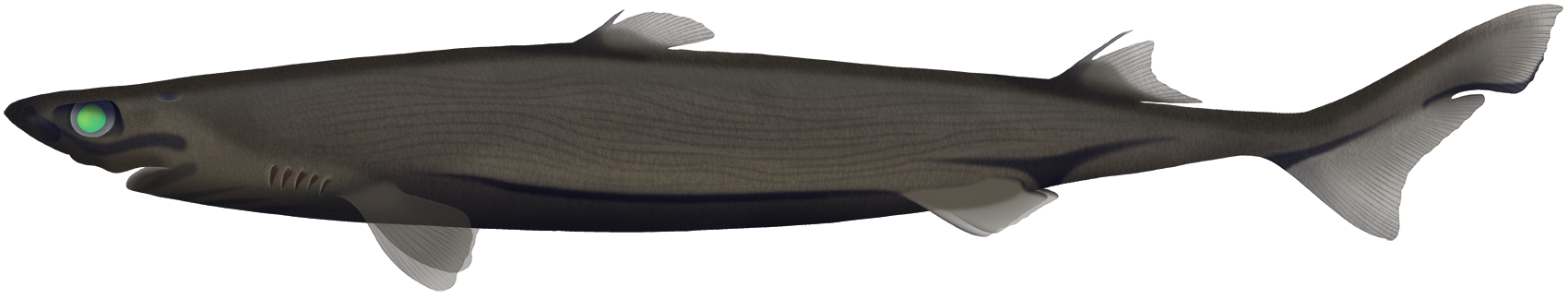 Blackbelly Lanternshark - Etmopterus lucifer | Marinewise