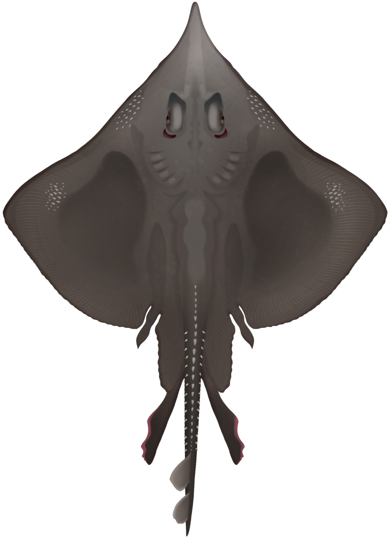 Maugean Skate - Zearaja maugeana | Marinewise