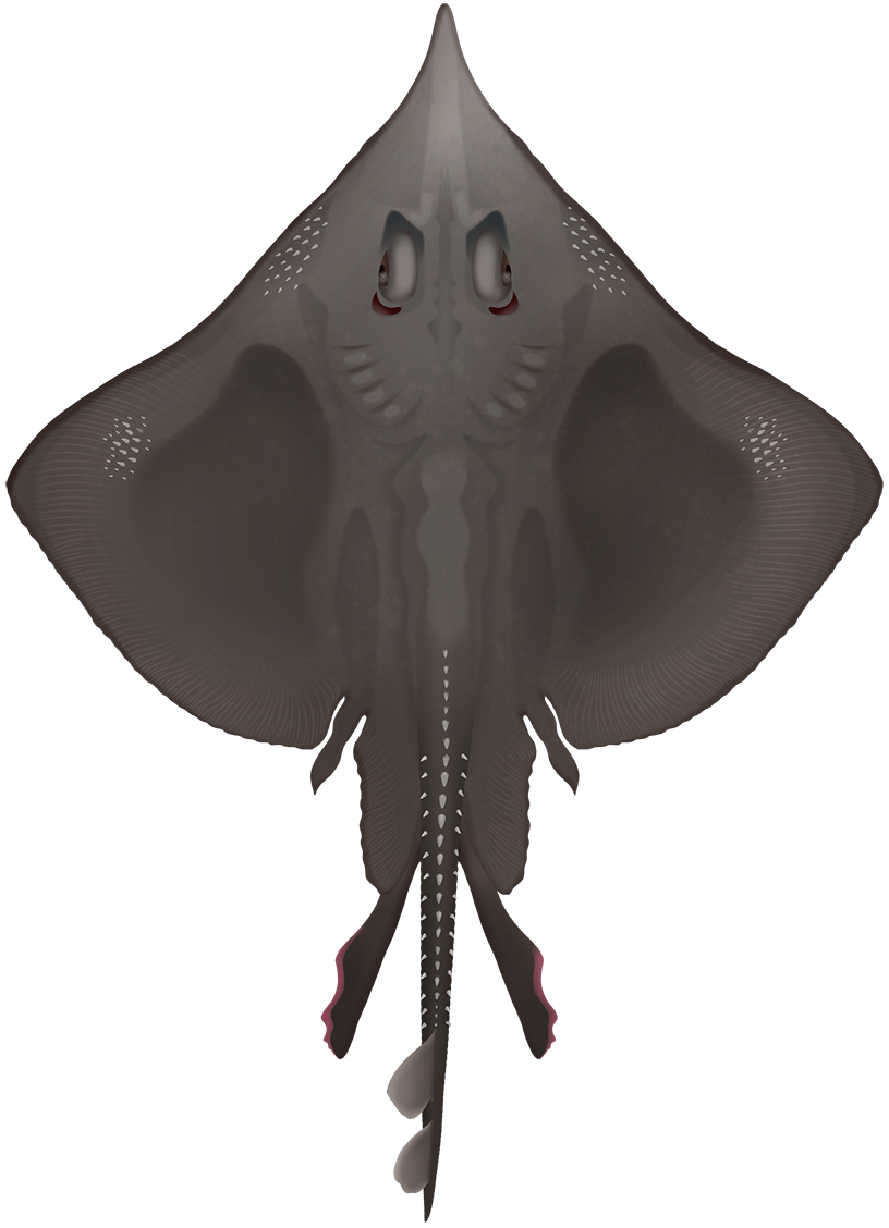 Maugean Skate - Zearaja maugeana | Marinewise