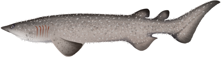 Bramble Shark - Echinorhinus brucus | Marinewise