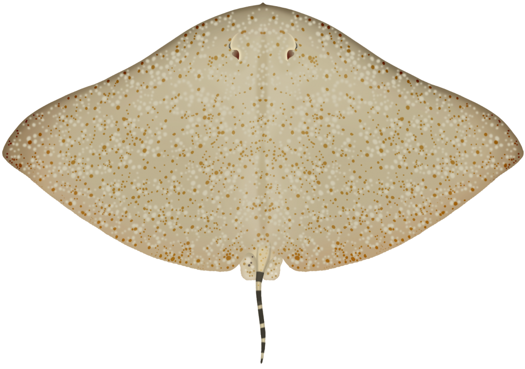 Australian Butterfly Ray - Gymnura australis | Marinewise