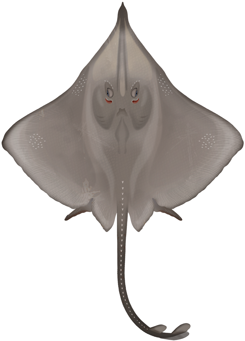 Queensland Deepwater Skate - Dipturus queenslandicus | Marinewise