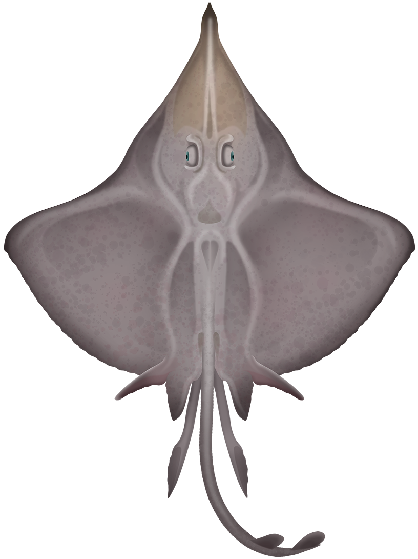 Deepwater Skate - Dipturus acrobelus | Marinewise