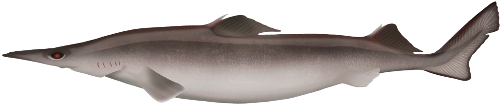 Longsnout Dogfish - Deania quadrispinosa | Marinewise