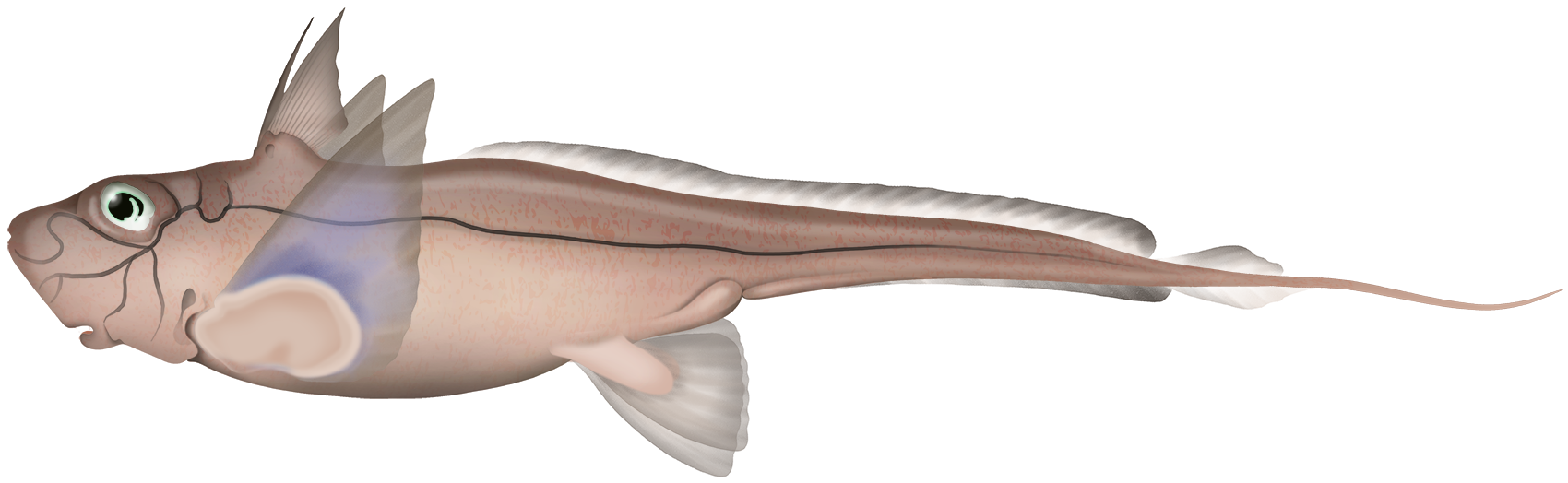 Southern Chimaera - Chimaera fulva | Marinewise