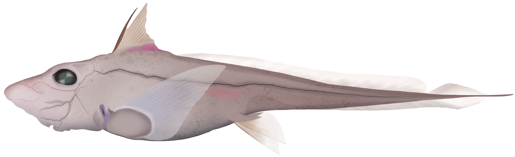 Whitefin Chimaera - Chimaera argiloba | Marinewise